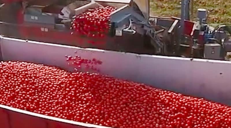 This Tomato Color Sorting Machine Is Really Satisfying To Watch